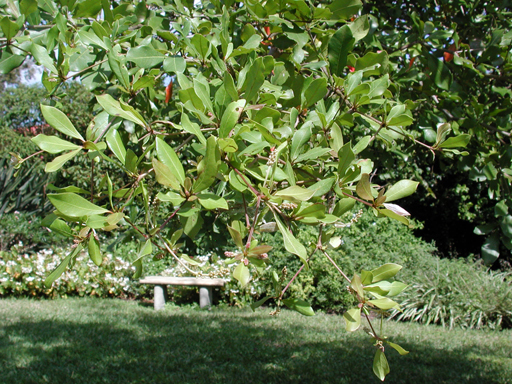 FLORIDA “BLACK OLIVE” TREE, OXHORN BUCIDA, GREGORY WOOD ...